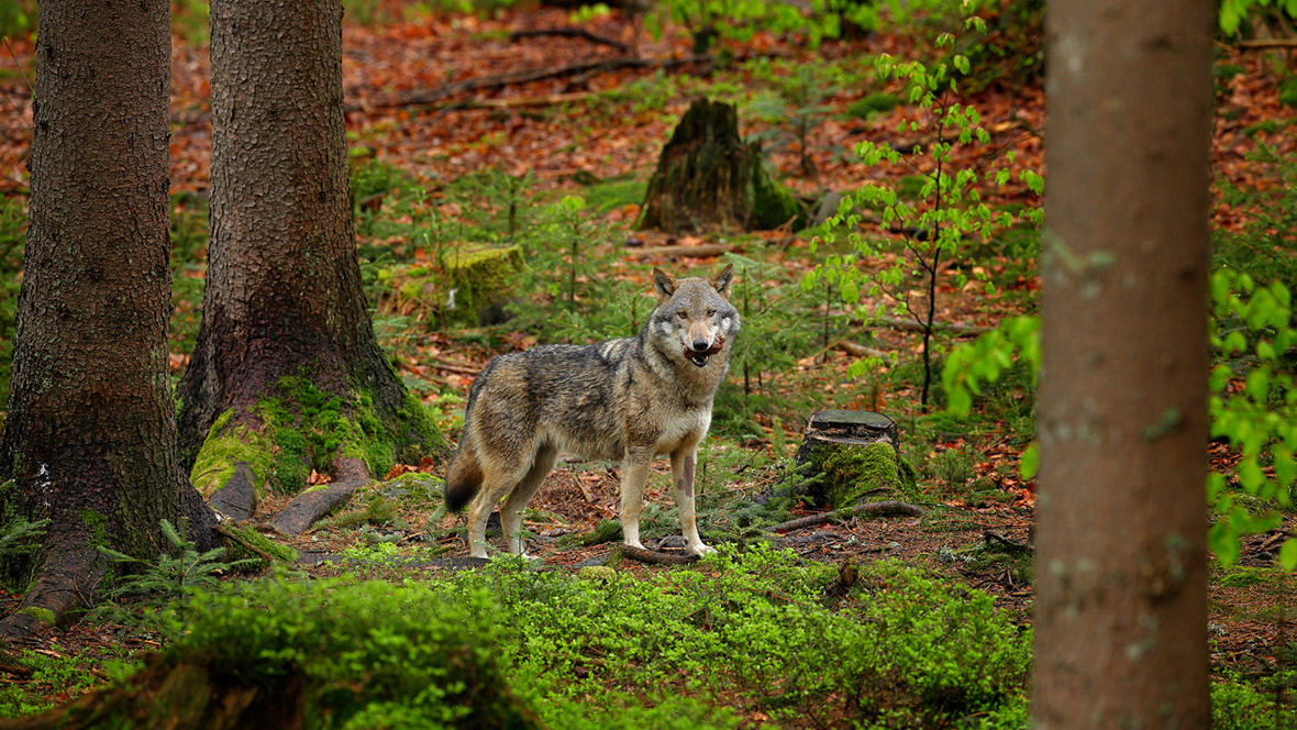 WOLF: A SPECIES THAT RETURNS NATURALLY | Spindleruv-Mlyn.com
